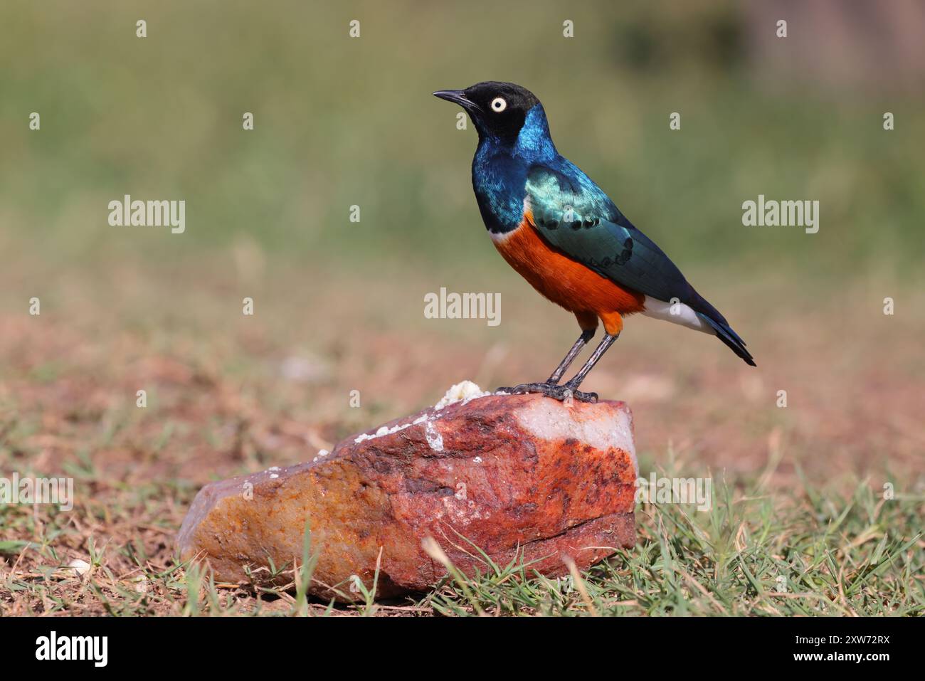 An adult Superb Starling (Lamprotornis superbus) feeding on the ground ...