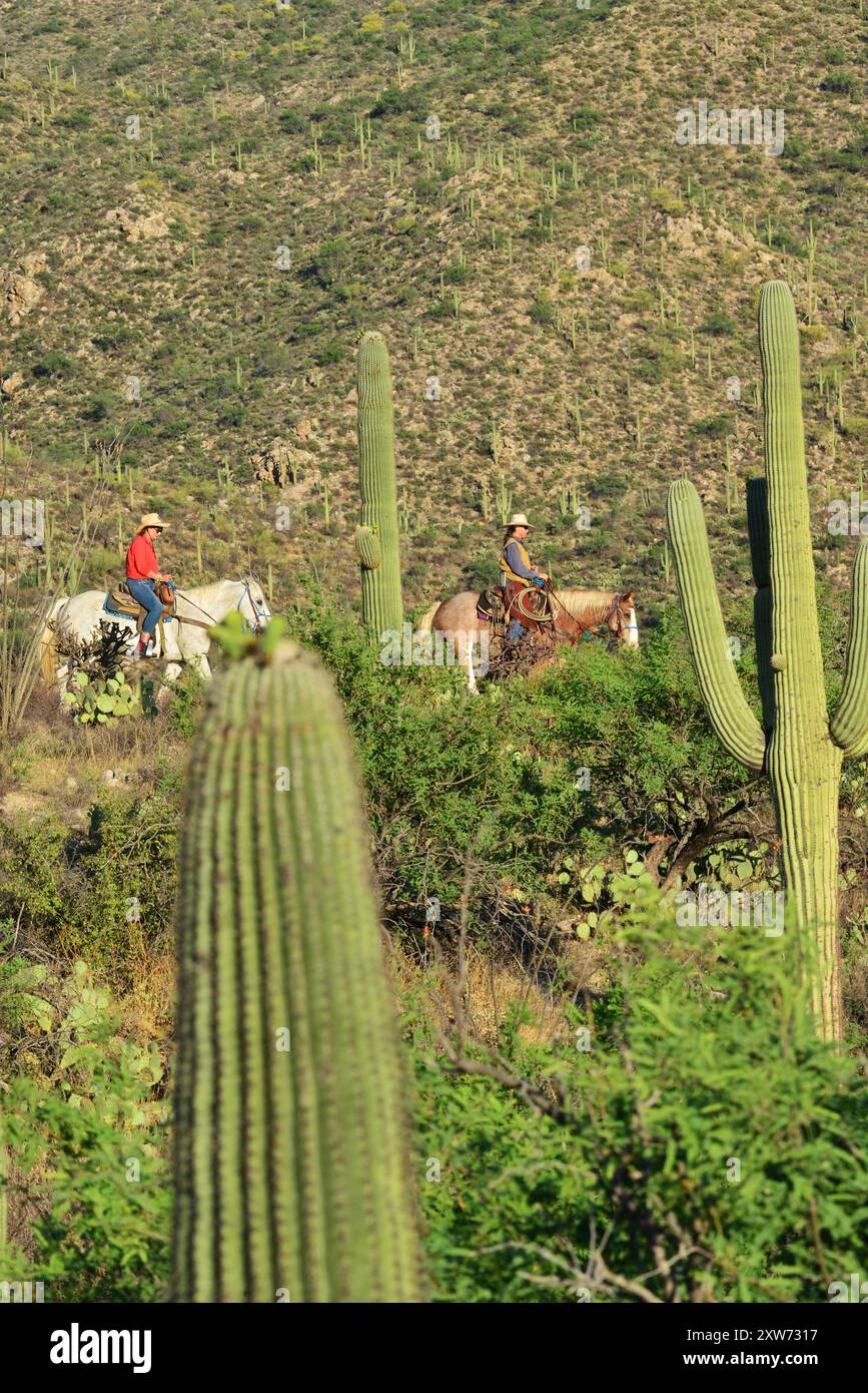 USA. ARIZONA. TUCSON. TANQUE VERDE RANCH. RANCH GUEST TAKING A ...