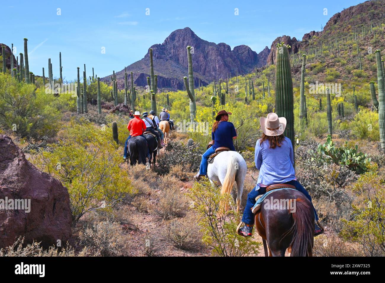 USA. ARIZONA. TUCSON. WHITE STALLION RANCH. RIDING ON THE PROPERTY ...