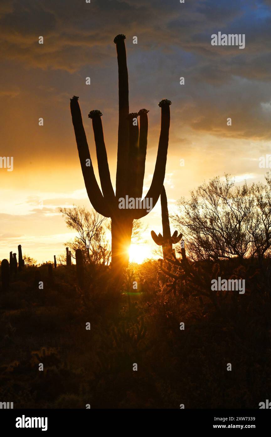 USA. ARIZONA. TUCSON. WHITE STALLION RANCH. SUNSET UPON A SAGUARO ...