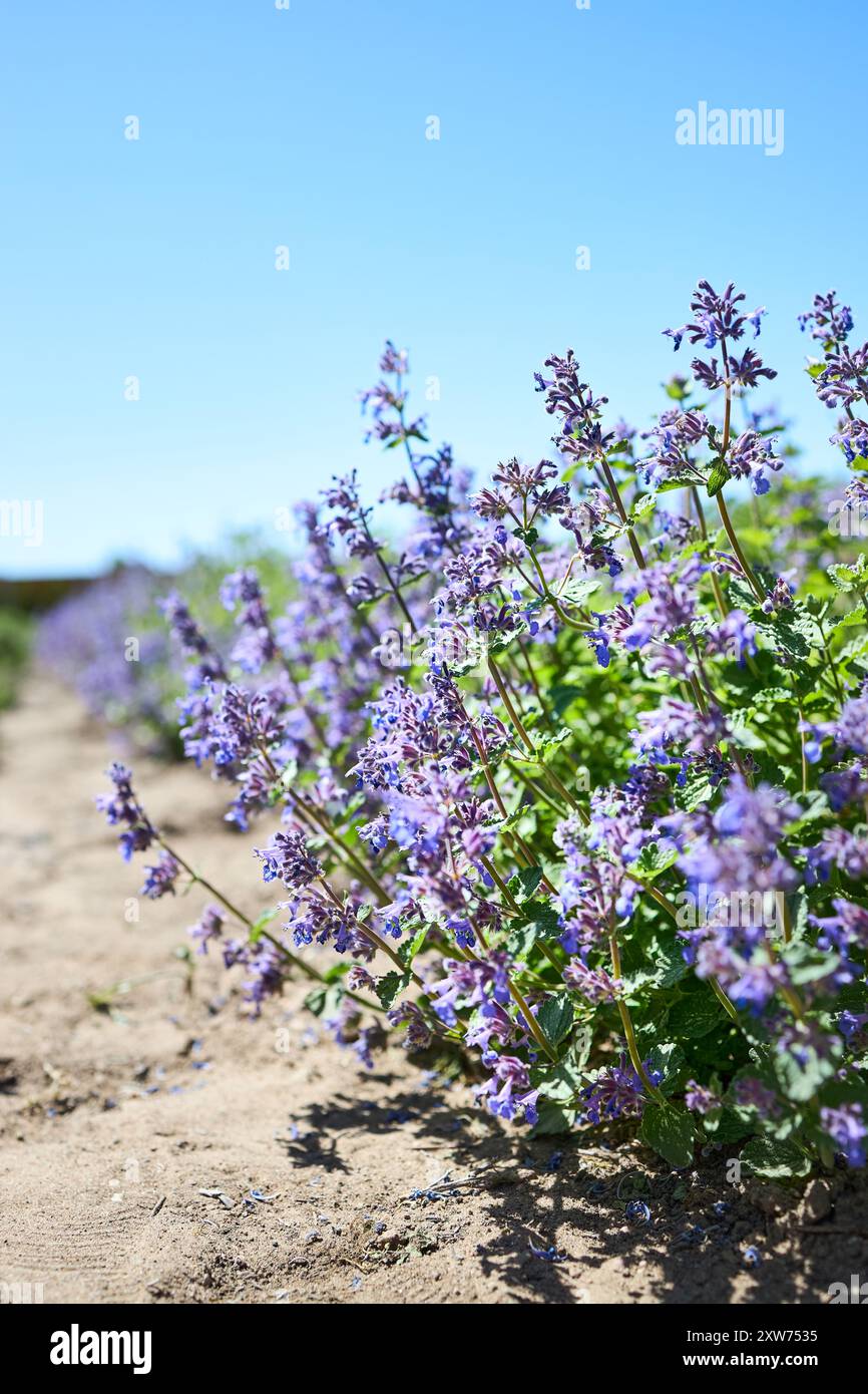 Nepeta grandiflora flowering plant in mint family Lamiaceae native to ...