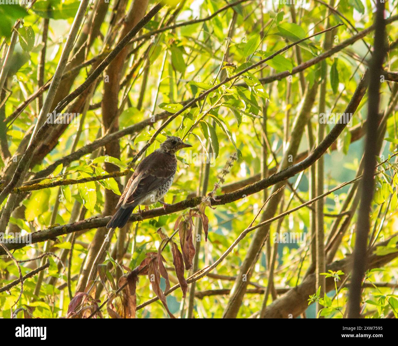 Thrush in field hi-res stock photography and images - Alamy