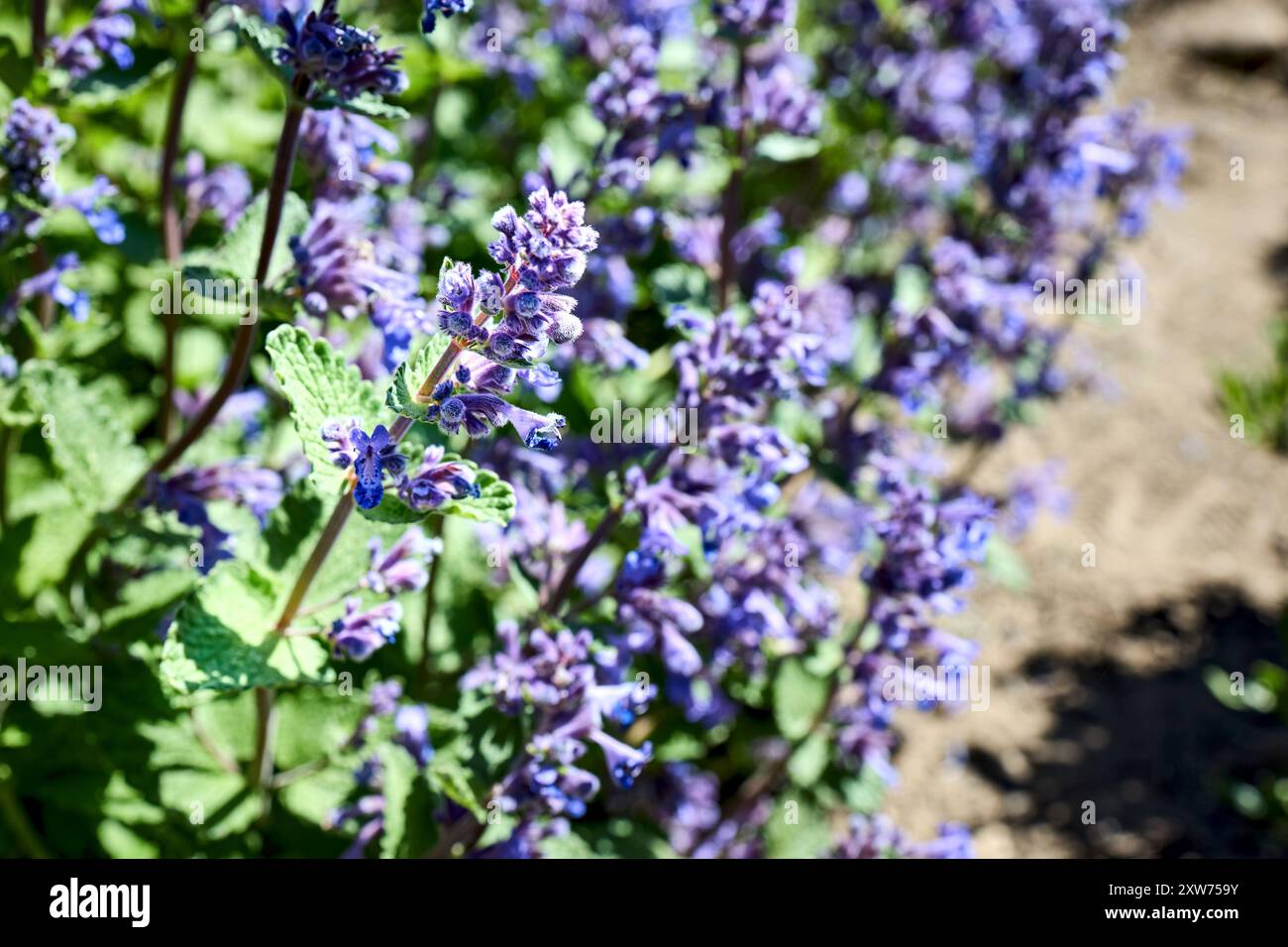 Nepeta grandiflora flowering plant in mint family Lamiaceae native to ...
