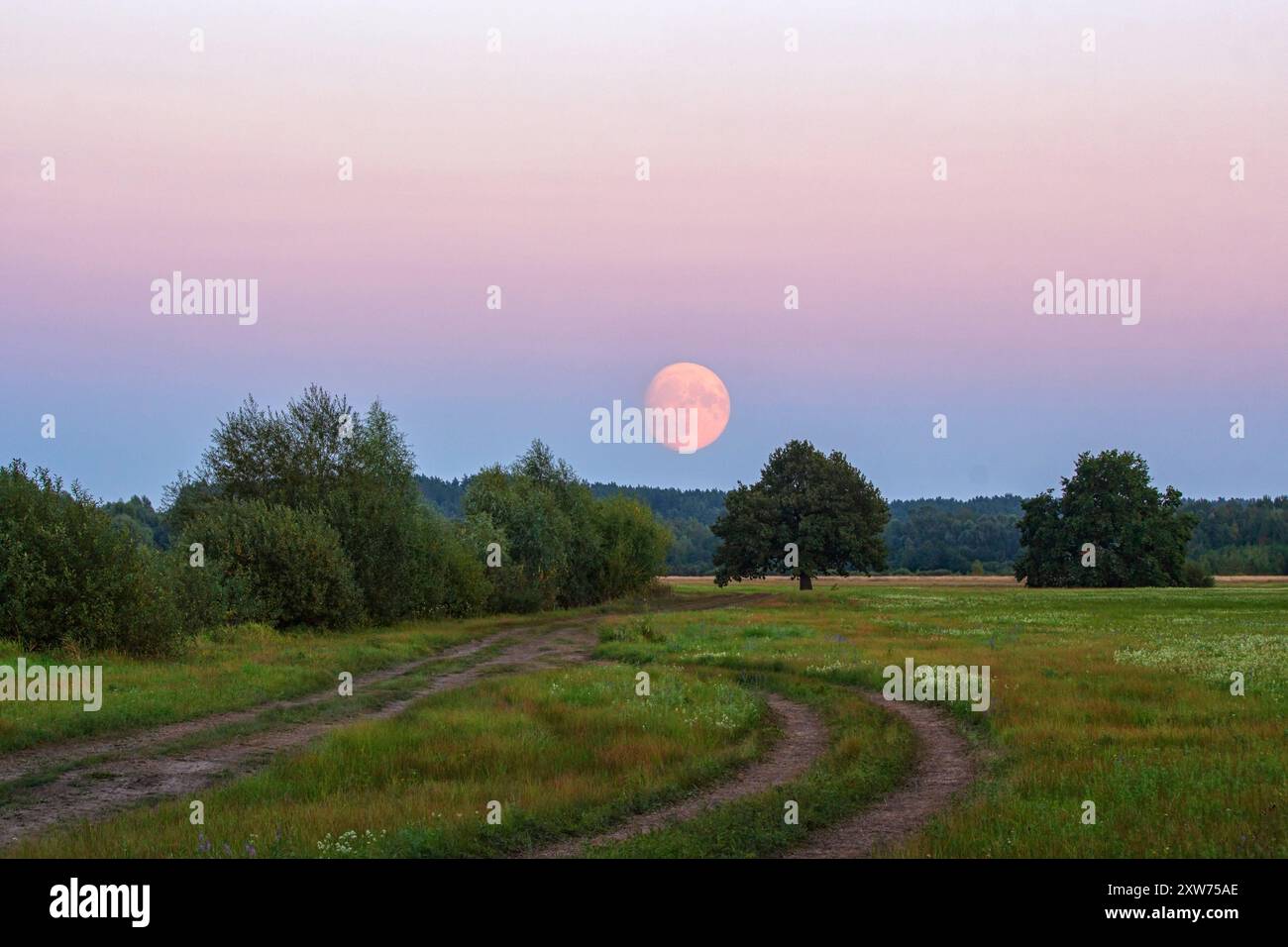 A moon over a forest hi-res stock photography and images - Alamy