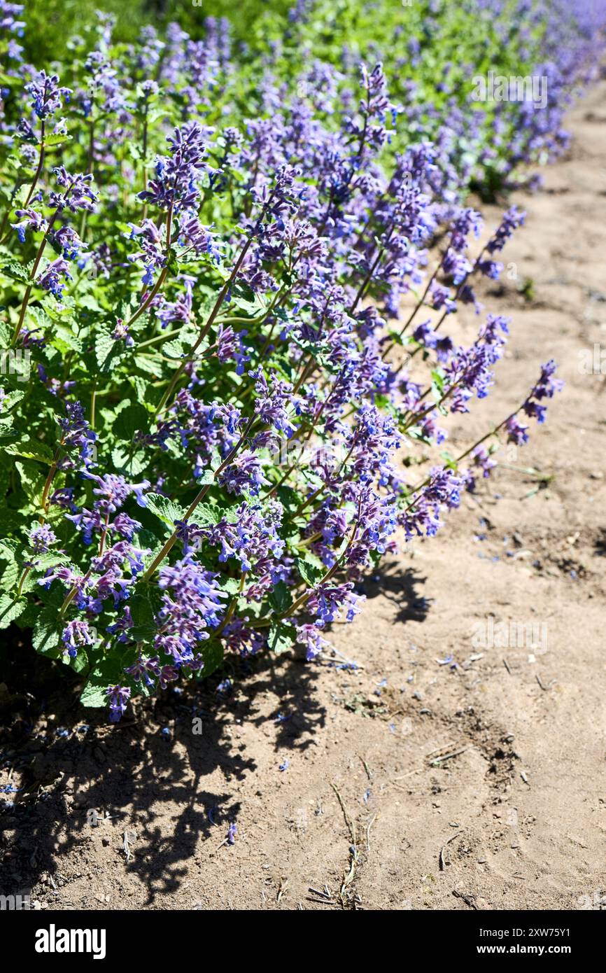 Nepeta grandiflora flowering plant in mint family Lamiaceae native to ...