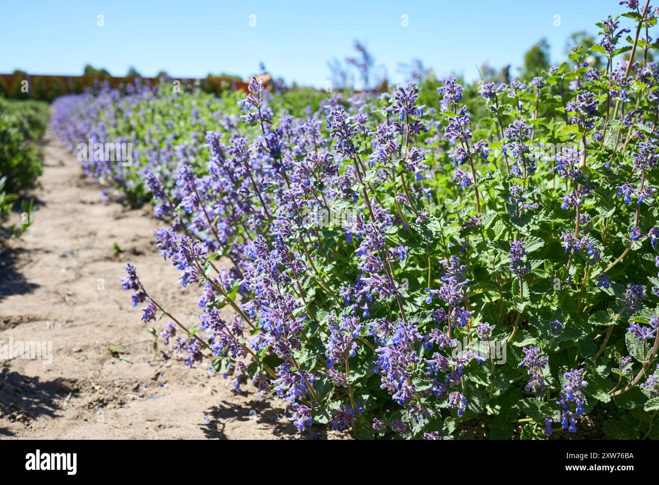 Nepeta grandiflora flowering plant in mint family Lamiaceae native to ...