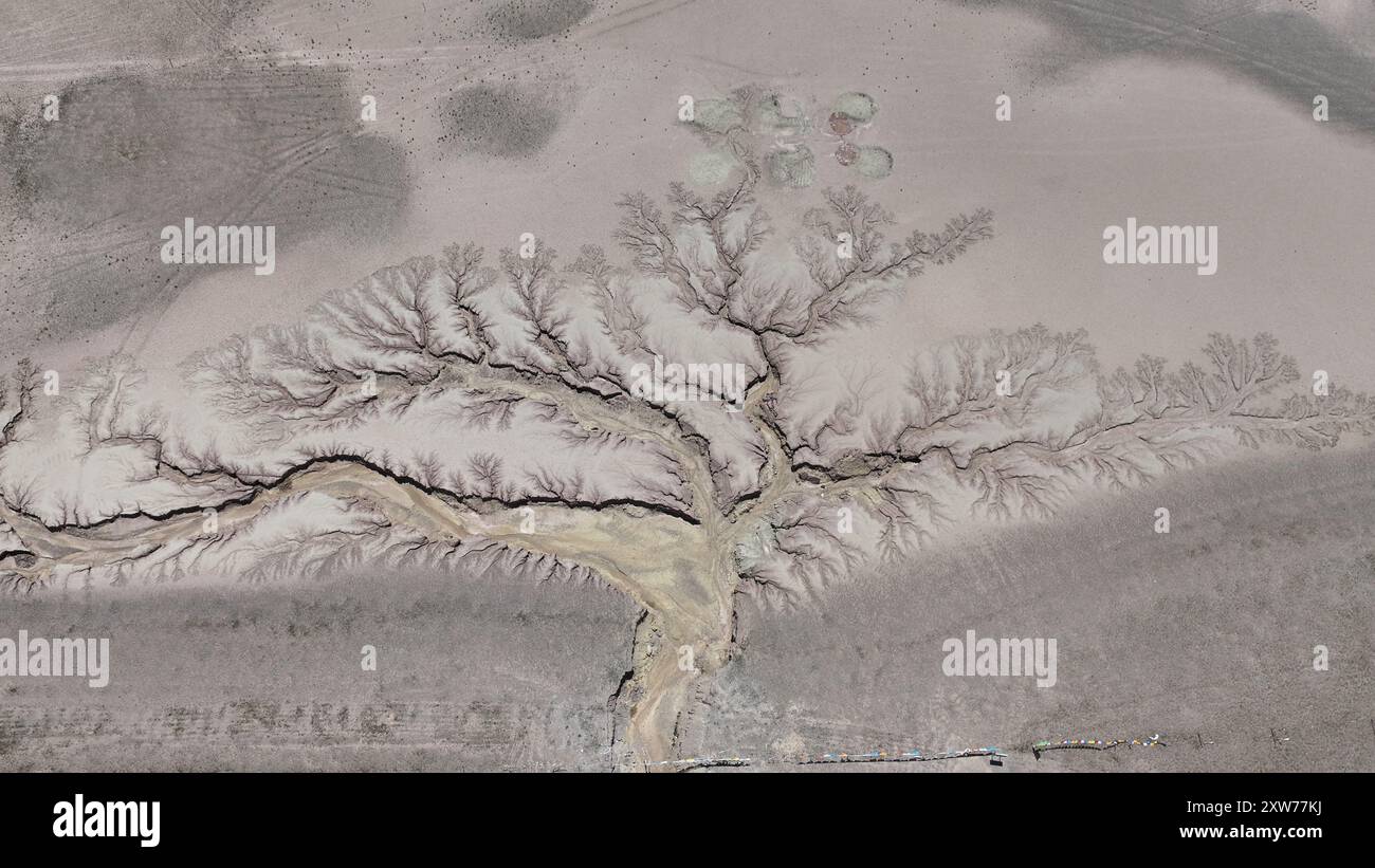NAGQU, CHINA - AUGUST 11, 2024 - The shape of "big tree" is formed due ...
