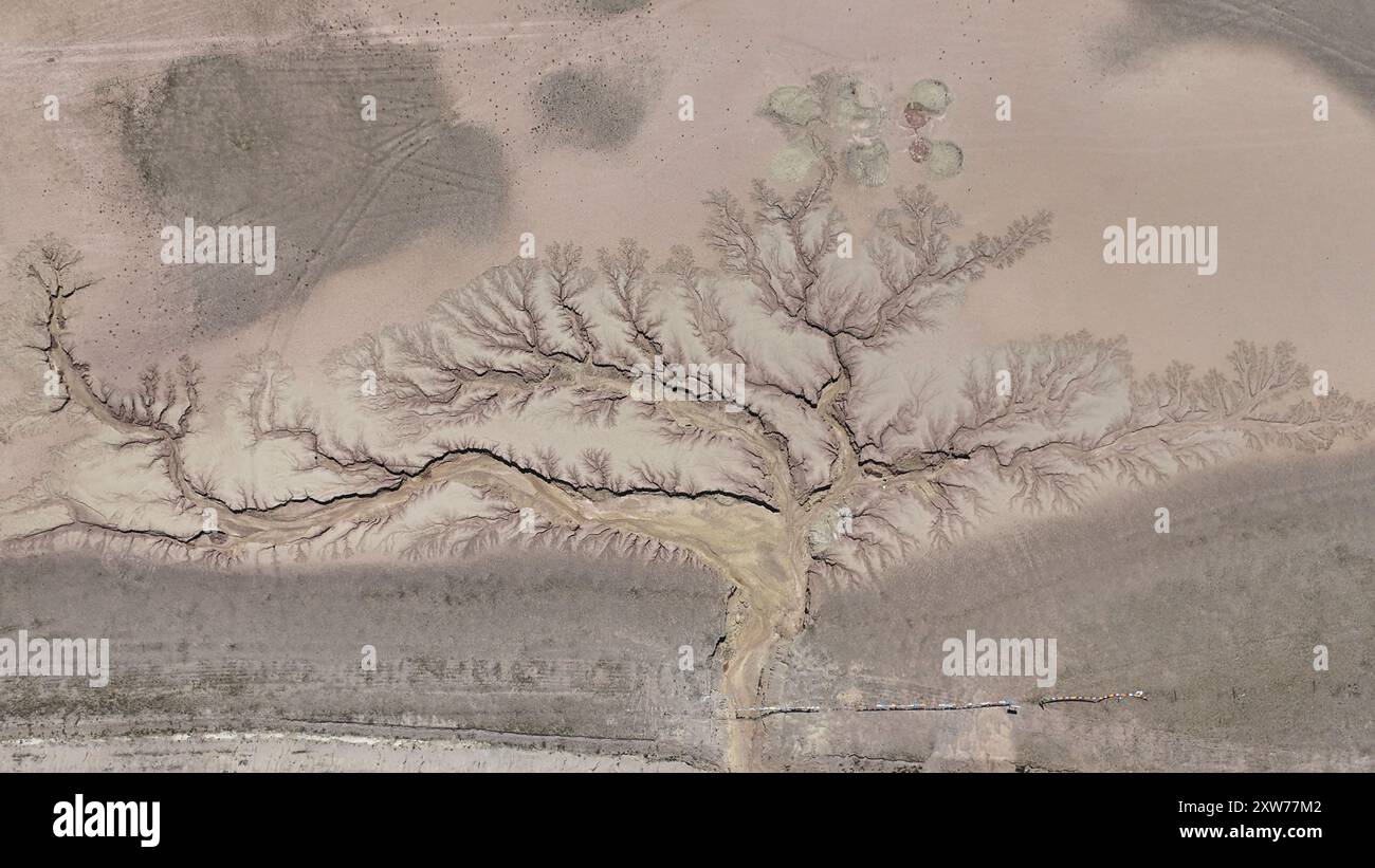 NAGQU, CHINA - AUGUST 11, 2024 - The shape of "big tree" is formed due ...