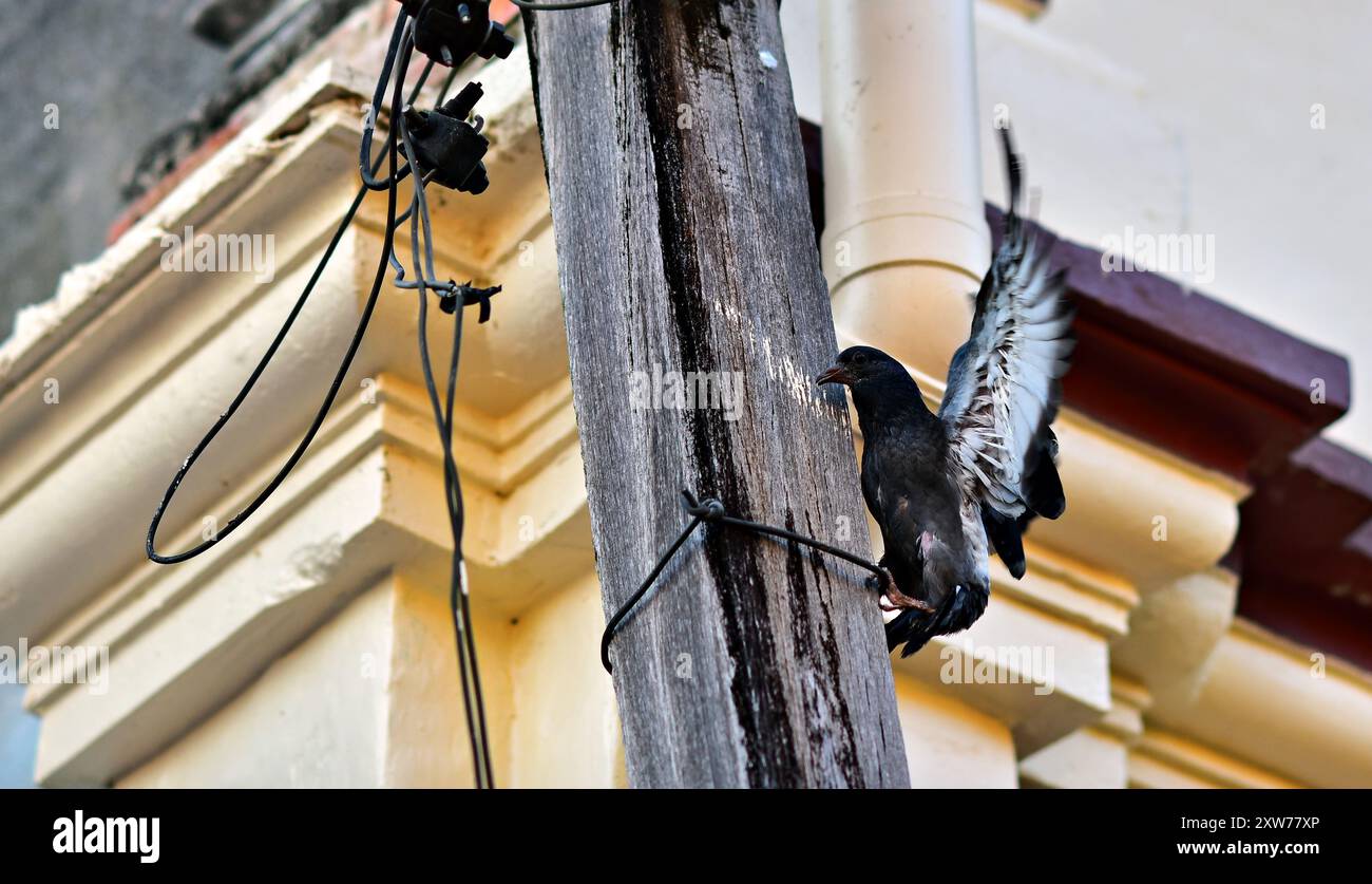 Pigeon struggling to free its trapped foot on a post in Georgetown ...