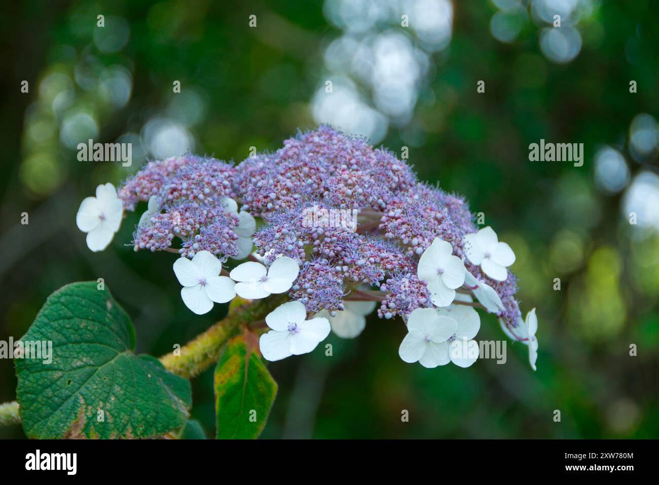 Deciduous chinese shrub hi-res stock photography and images - Alamy
