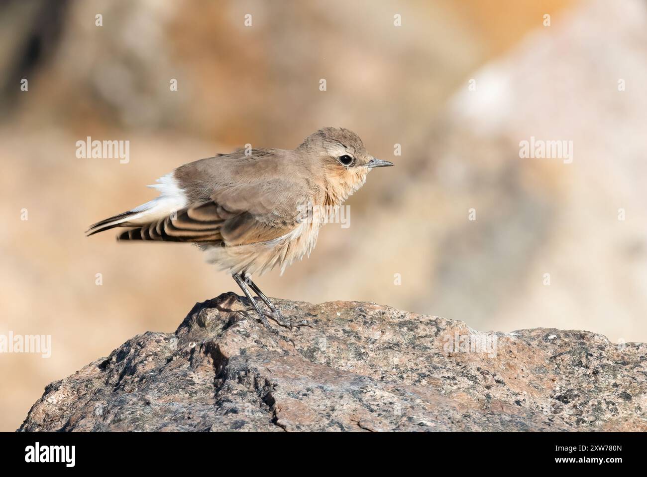 Wheatear northern hi-res stock photography and images - Alamy
