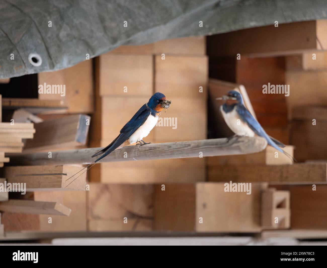 Barn swallow (Hirundo rustica) sitting in a garage with earth in the ...