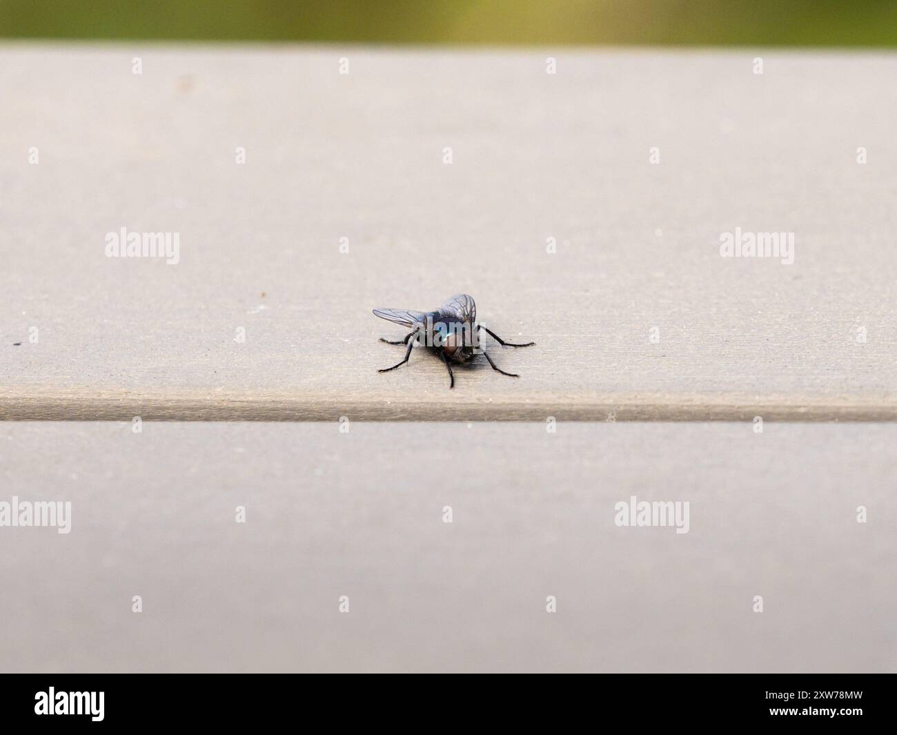 Housefly musca domestica sitting hi-res stock photography and images ...
