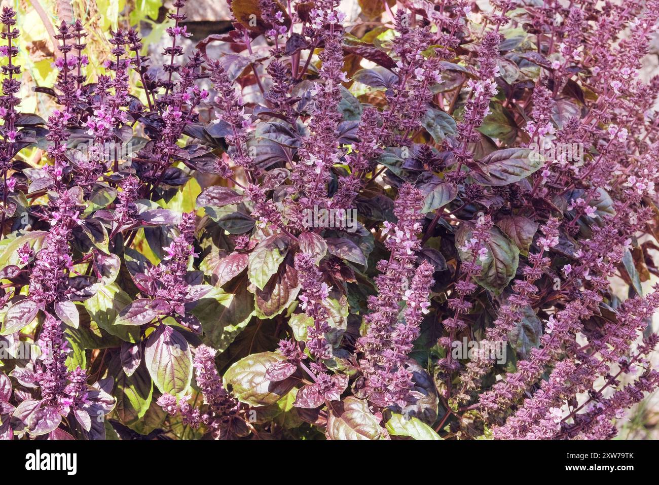 Purple Basil in farming and harvest. Basil is growing in rustic garden ...