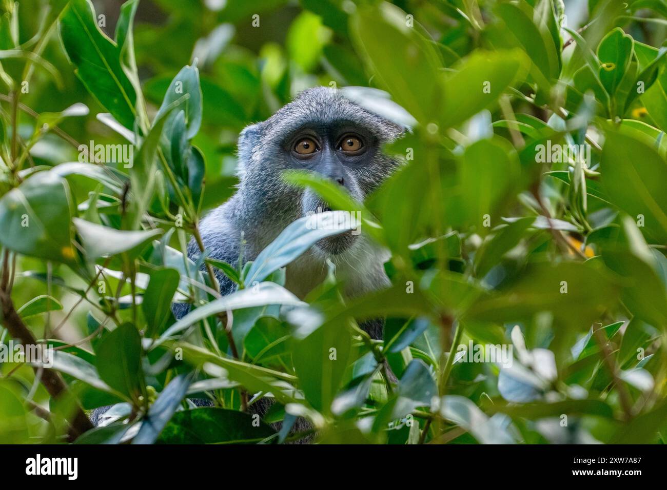 Exotic wildlife in indian forest hi-res stock photography and images ...