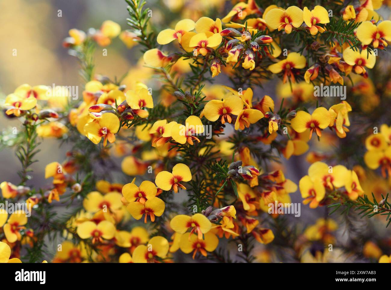 Vibrant yellow pea flowers of the Australian native Eggs and Bacon ...