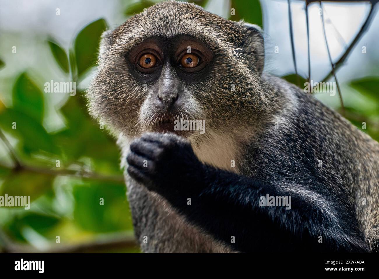 Sykes’ monkey (Cercopithecus mitis) in Jozani Forest, Zanzibar — a shy ...