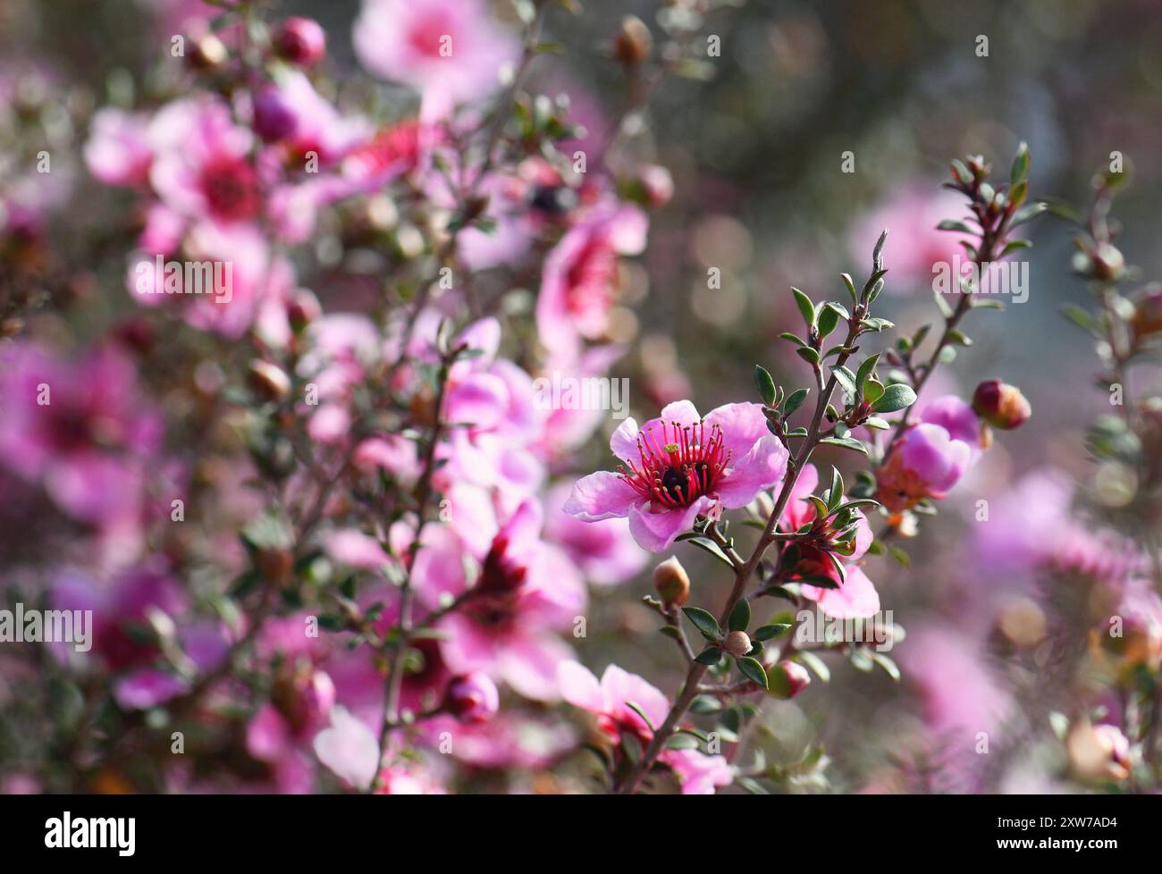 Closeup of beautiful Australian native pink Manuka tea tree flower ...