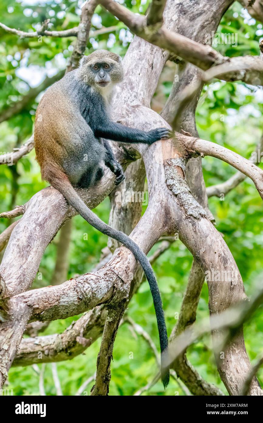 African island beach in indian hi-res stock photography and images - Alamy