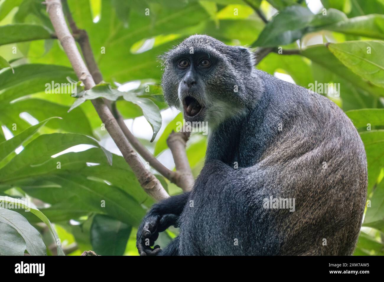 East african coastal forests hi-res stock photography and images - Alamy