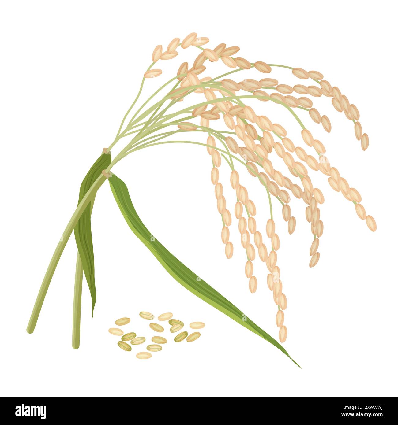 Vector image of a rice plant with grains, depicting agricultural and ...