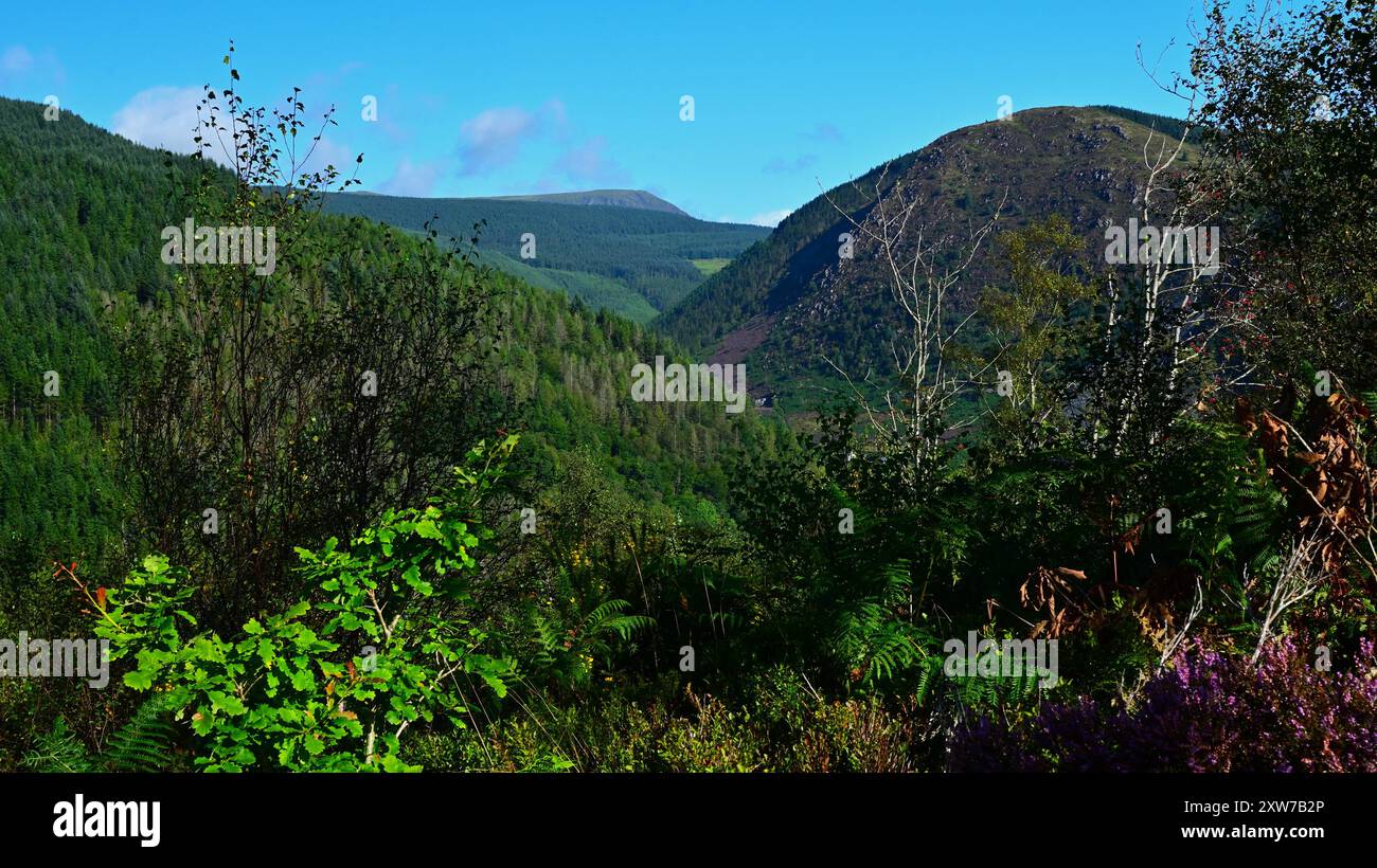 Dyfi Forest - Foel Friog walking route and part of the National Forest ...