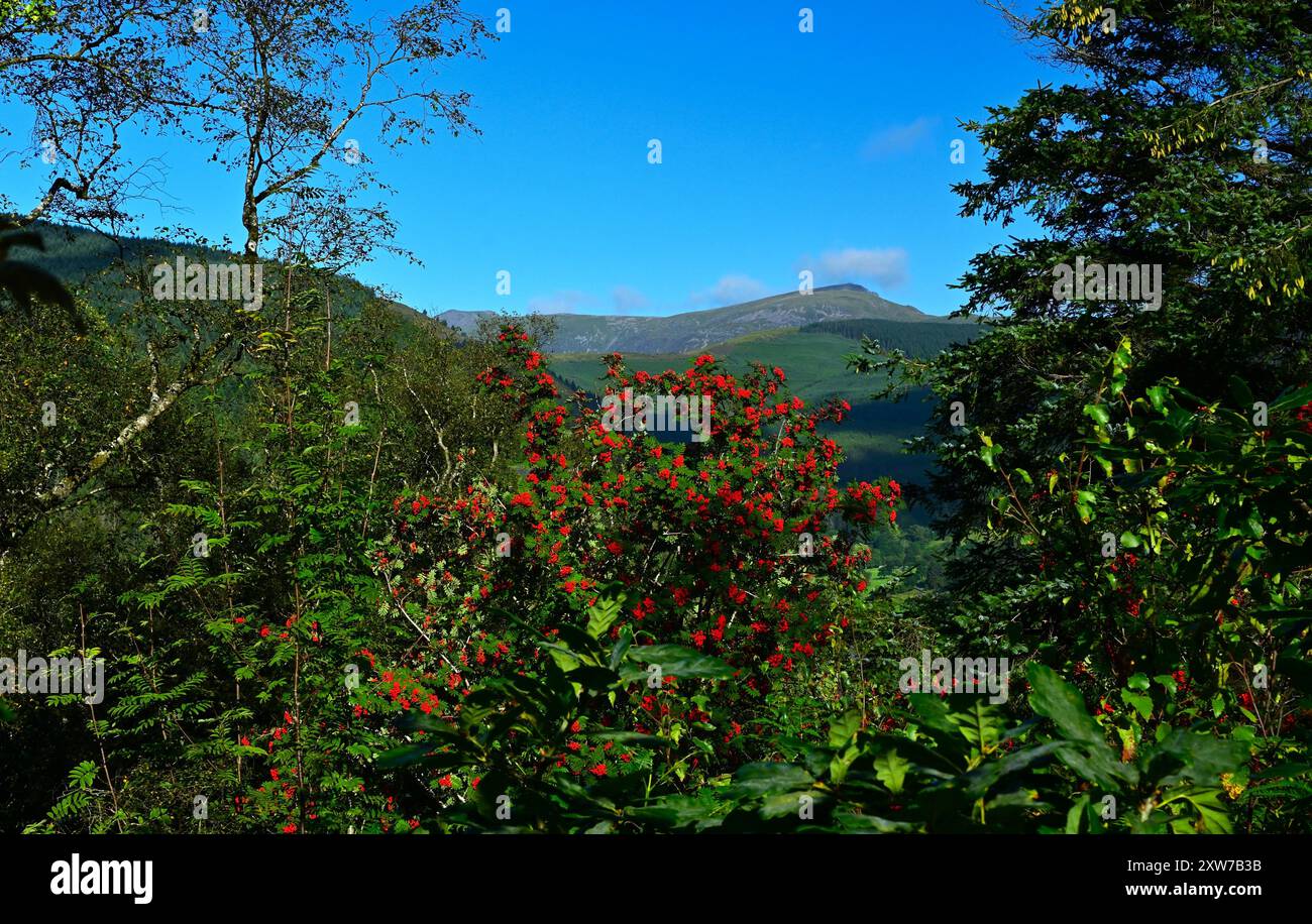 Dyfi Forest - Foel Friog walking route and part of the National Forest ...