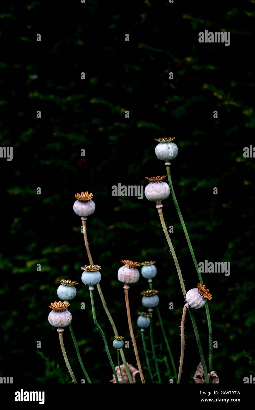 Common Poppy dried seed heads Stock Photo - Alamy
