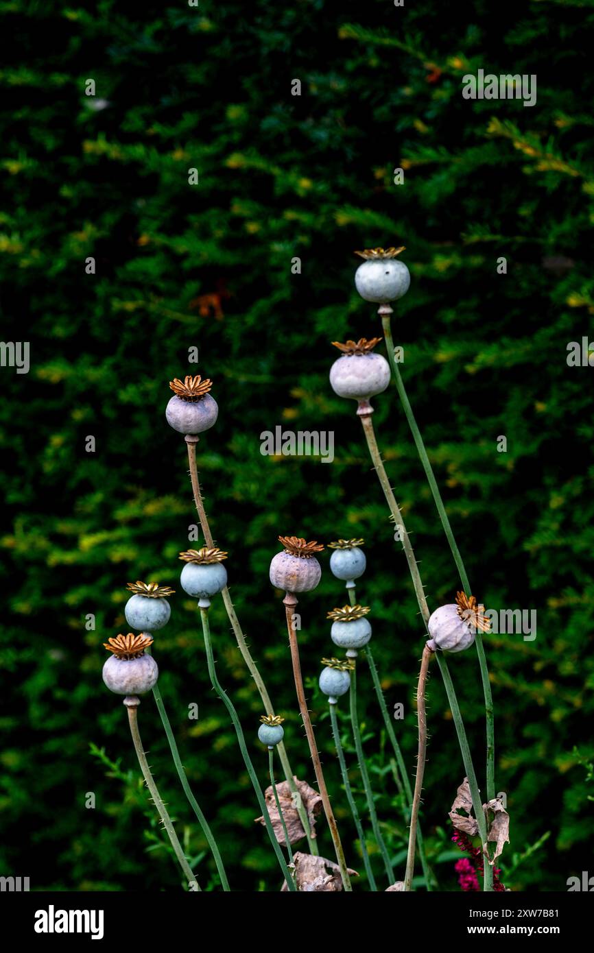 Common Poppy dried seed heads Stock Photo - Alamy
