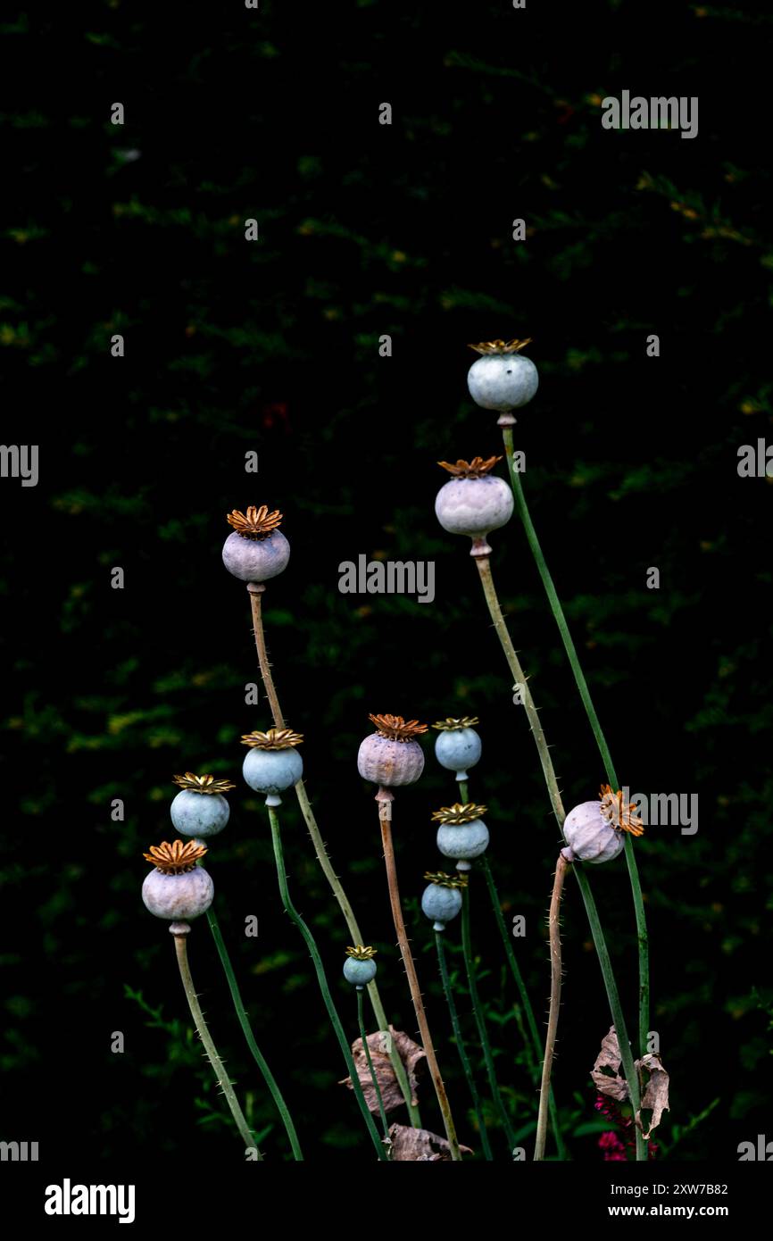 Common Poppy dried seed heads Stock Photo - Alamy