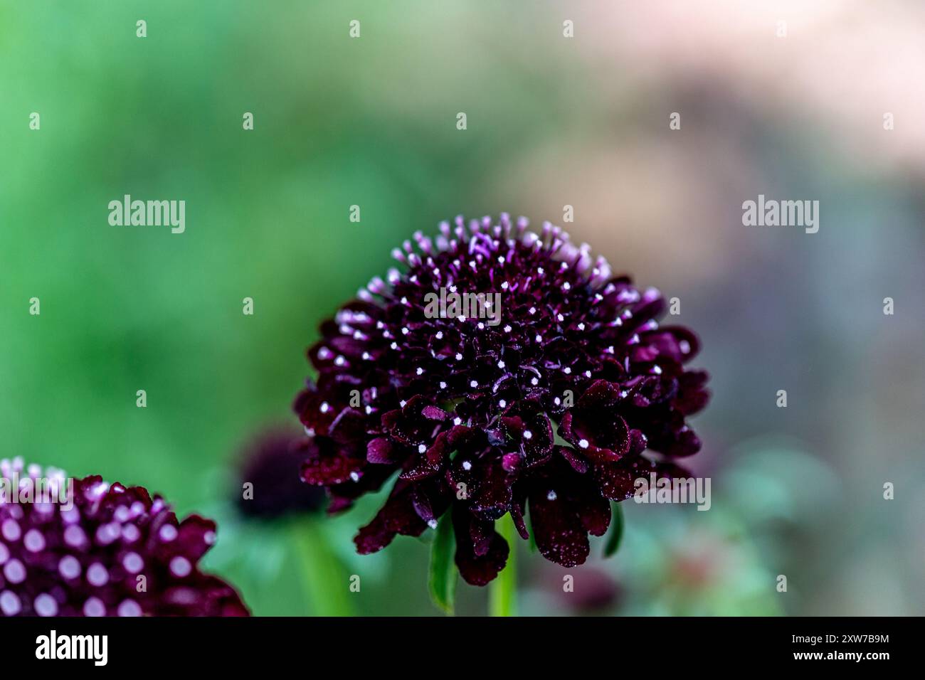 Scabiosa atropurpurea black hi-res stock photography and images - Alamy