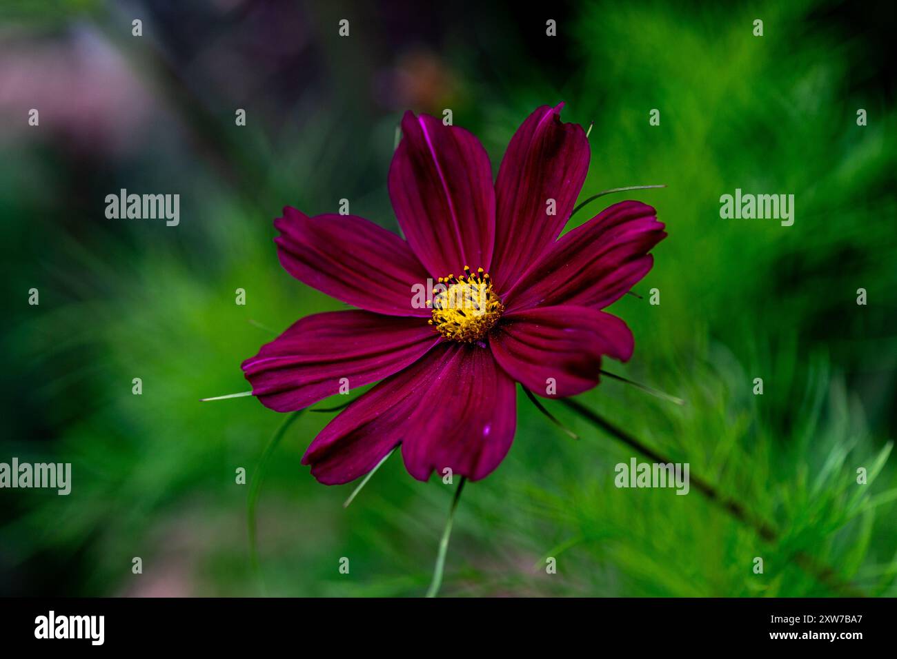 Cosmos Bipinnatus (Mexican aster Stock Photo - Alamy