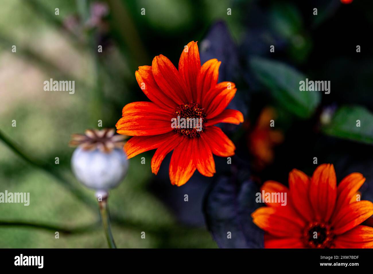 Flowers heliopsis hi-res stock photography and images - Alamy