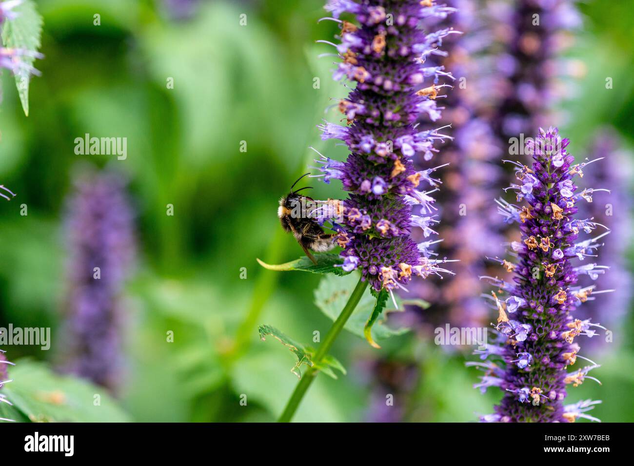 Fragrant giant blooms hi-res stock photography and images - Alamy
