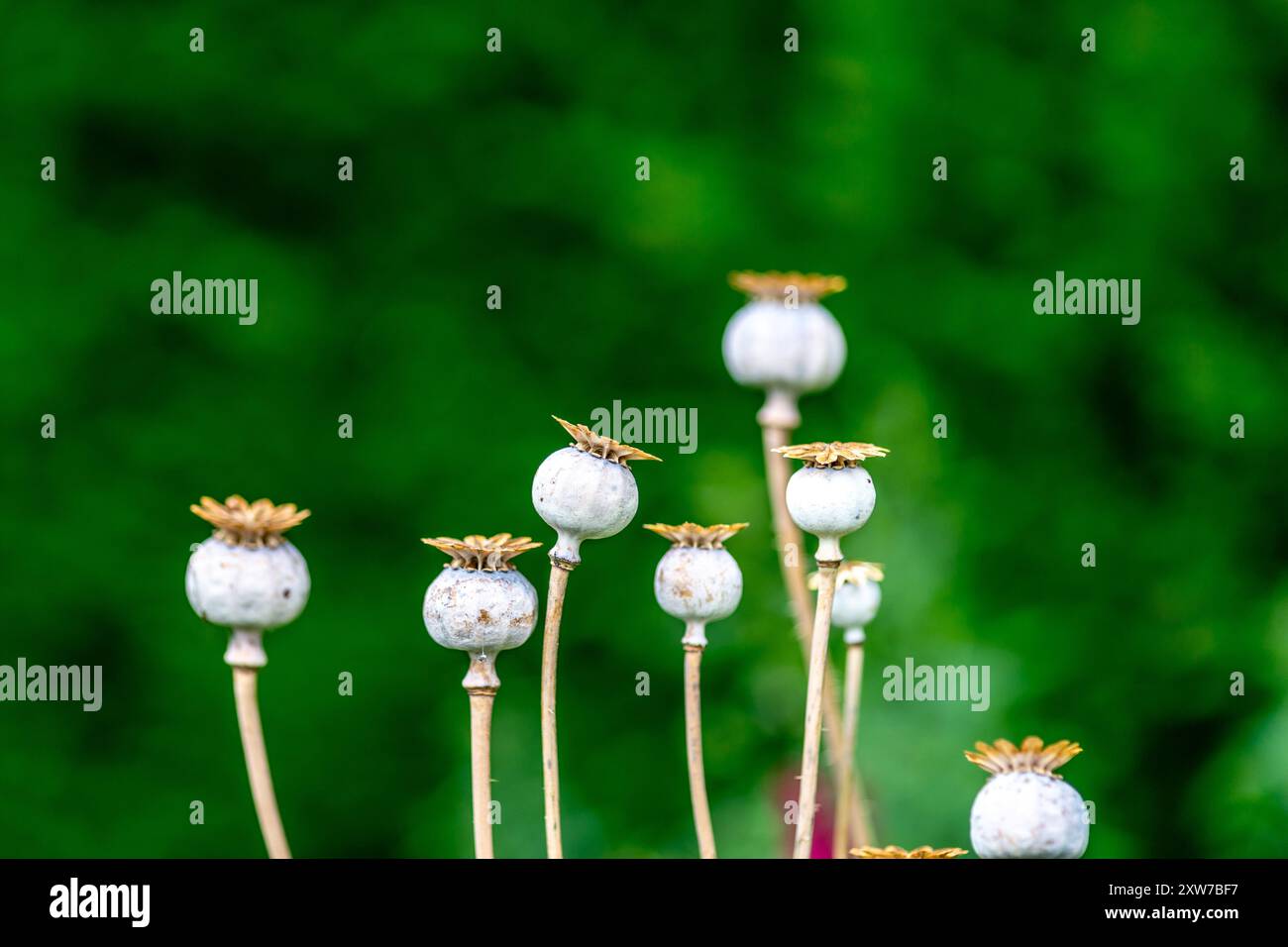 Poppy seed heads (common poppy Stock Photo - Alamy