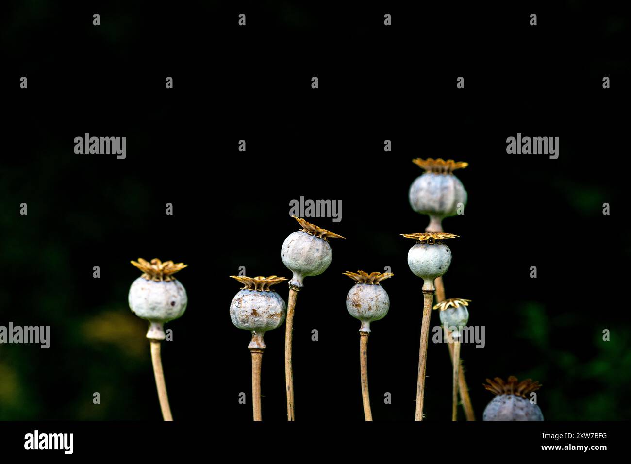 Cottage garden poppy hi-res stock photography and images - Alamy