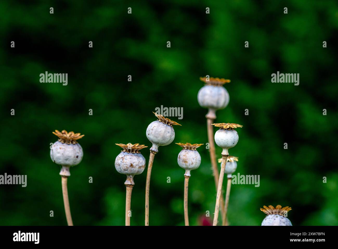 Poppy seed heads (common poppy Stock Photo - Alamy
