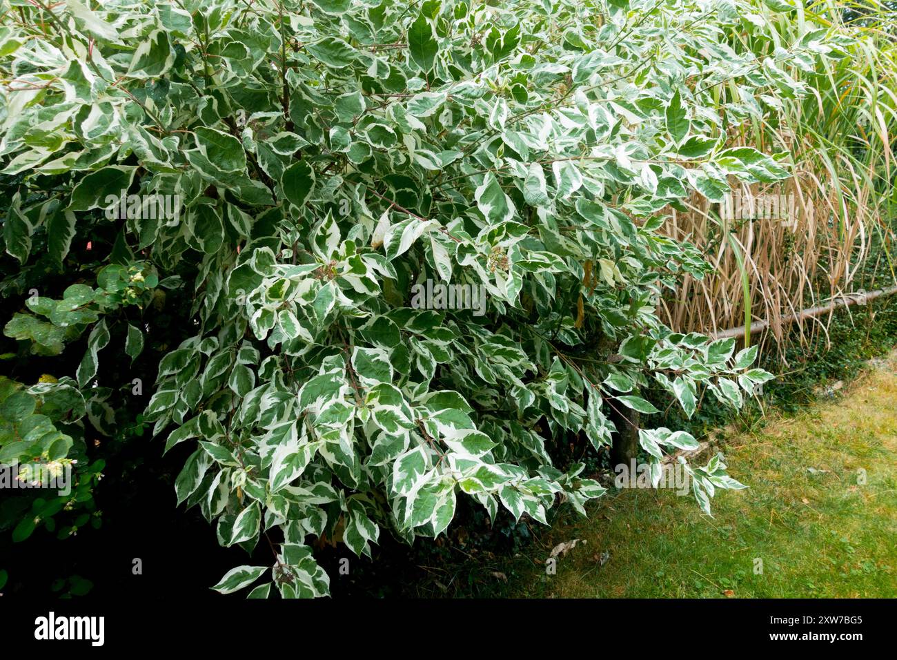Variegated Giant Dogwood Cornus controversa "Variegata Stock Photo - Alamy
