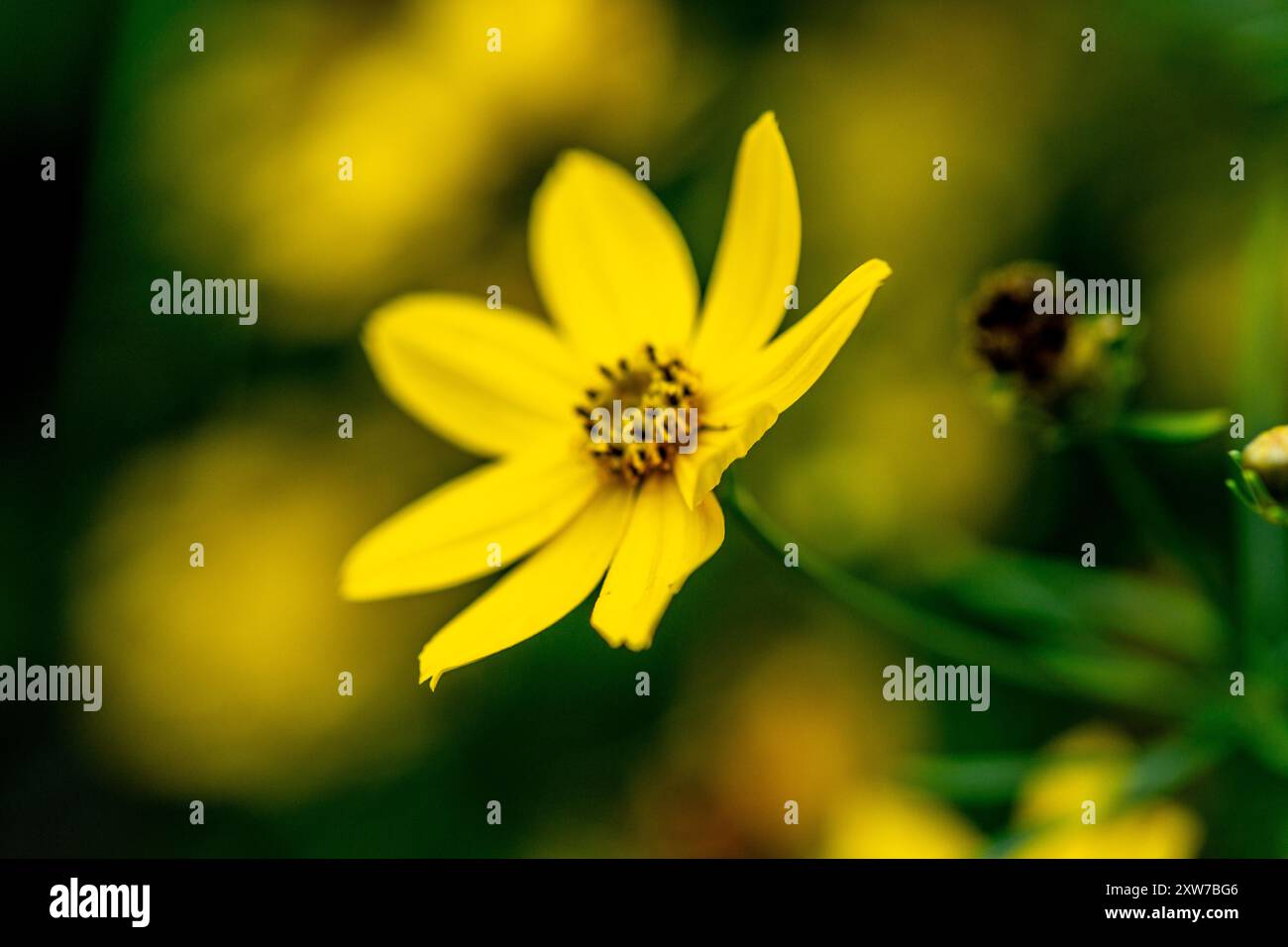 Coreopsis Palmata (Asteraceae Stock Photo - Alamy