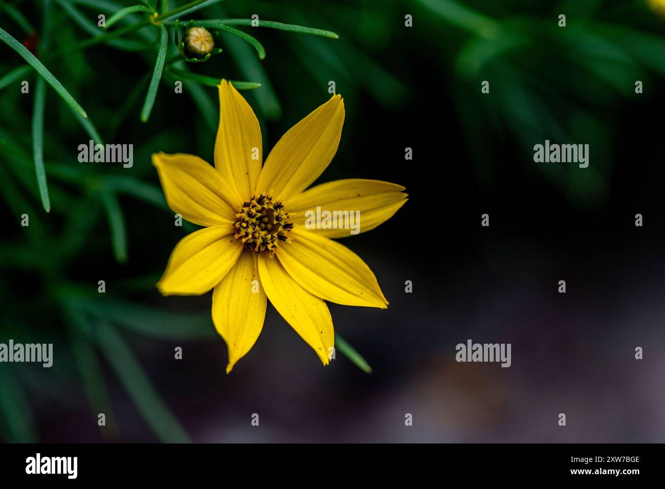 Coreopsis Palmata (Asteraceae Stock Photo - Alamy