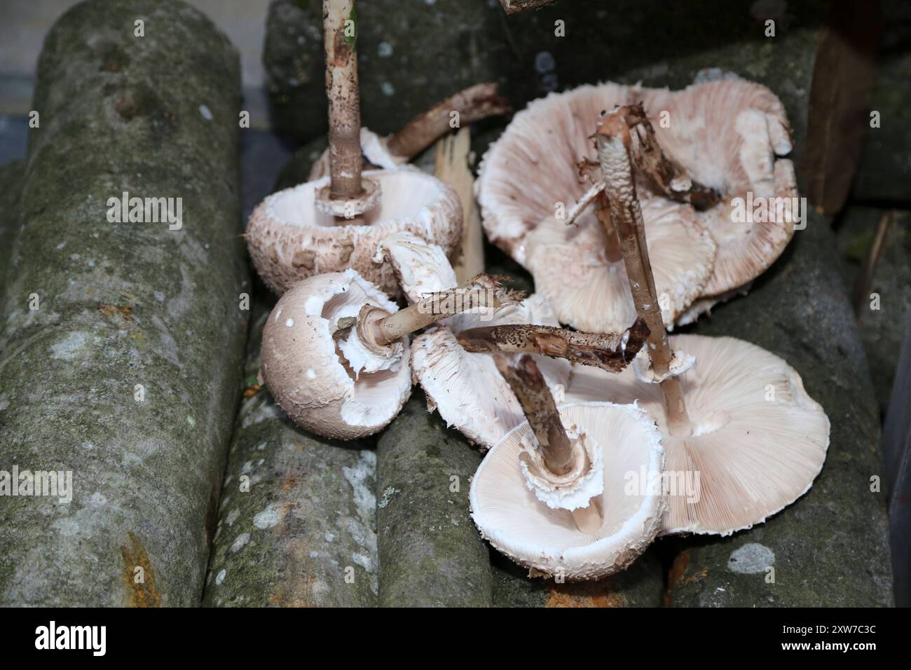 Mushroom, mushrooms are a separate life form or species Mushrooms are a ...