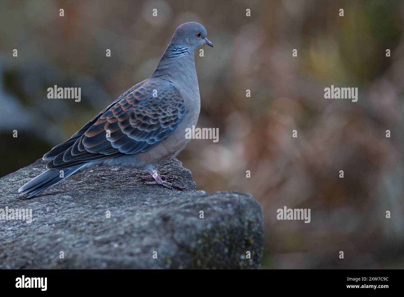 An oriental turtle dove or rufous turtle dove (Streptopelia orientalis ...