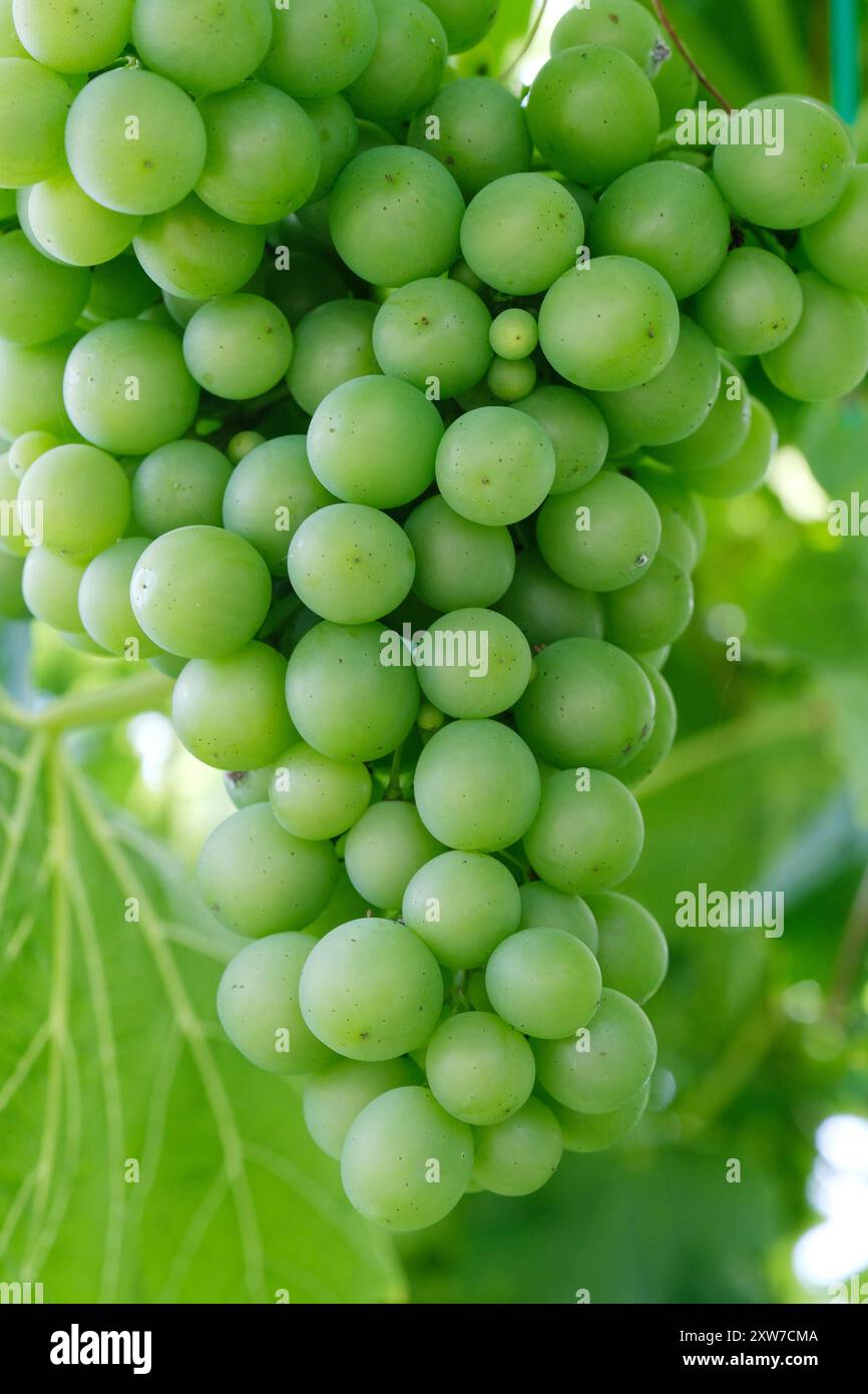 Green young bunches grapes hi-res stock photography and images - Alamy