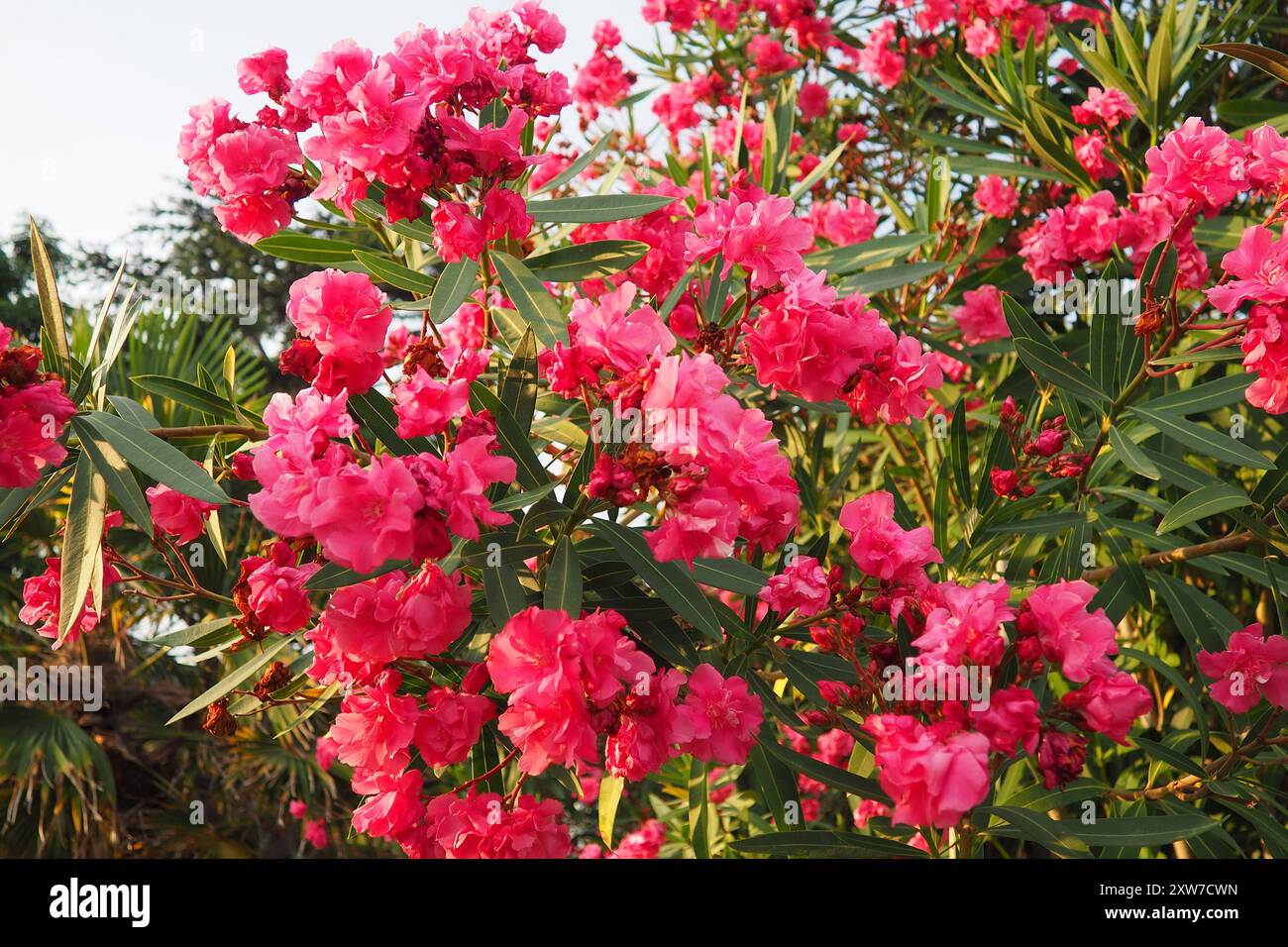 Nerium oleander, rosebay cultivated worldwide in temperate and ...