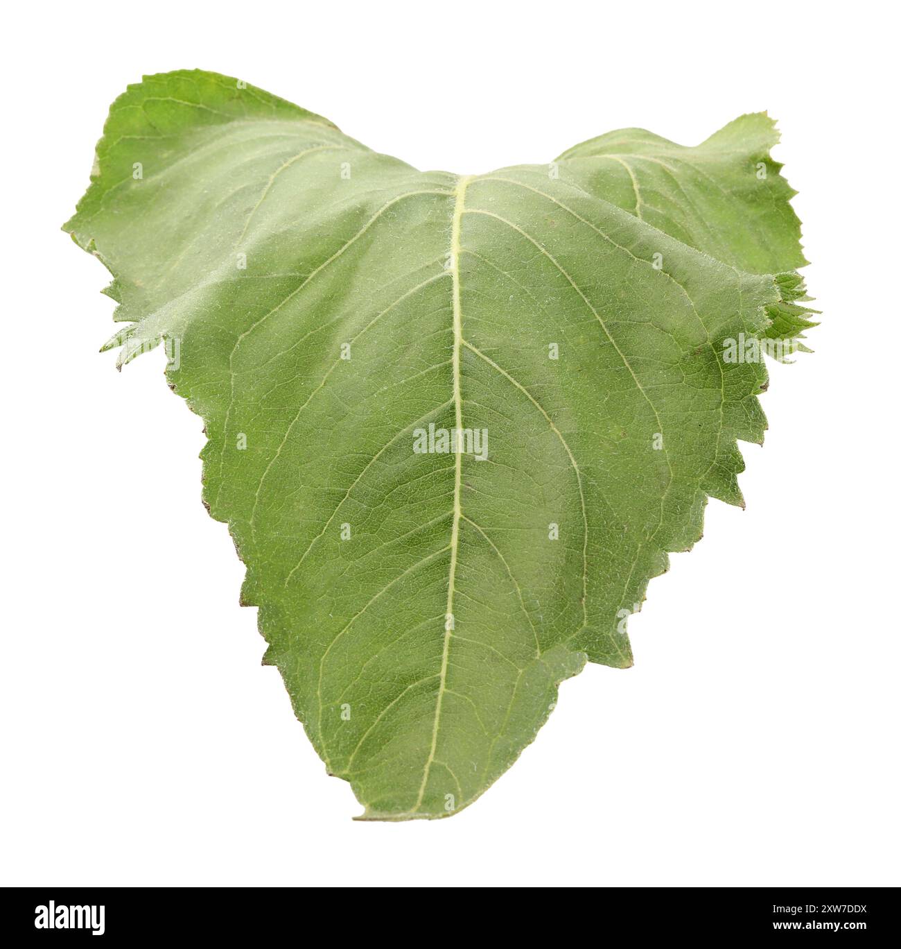 One green sunflower leaf isolated on white Stock Photo - Alamy