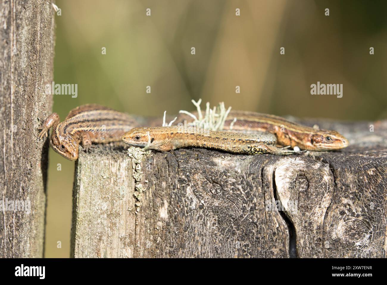 Common lizards north yorkshire hi-res stock photography and images - Alamy