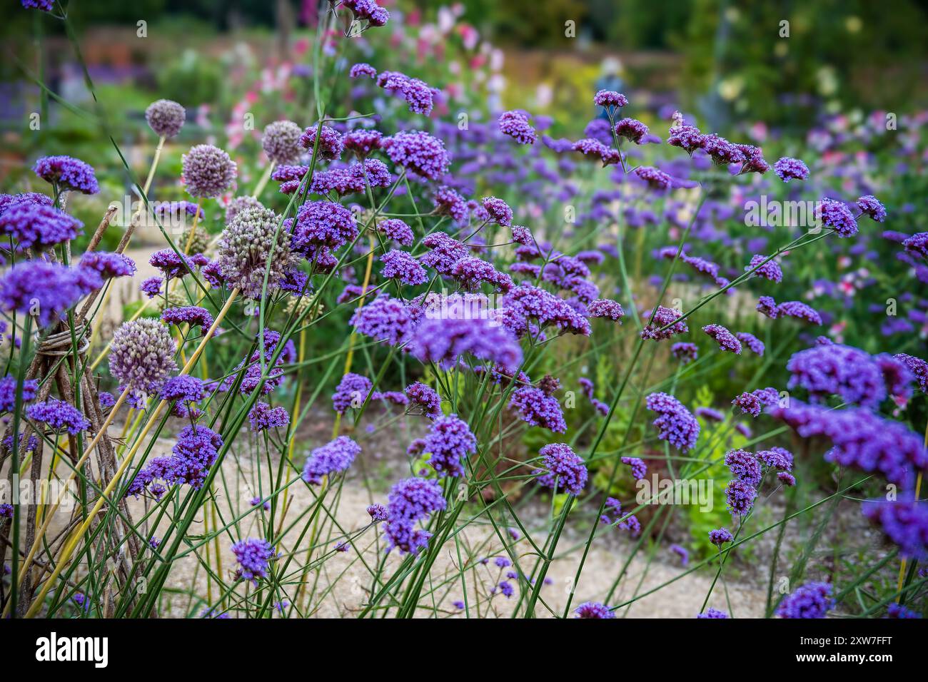 Purple top Verbena. Verbena bonariensis annual herbaceous perrenial ...