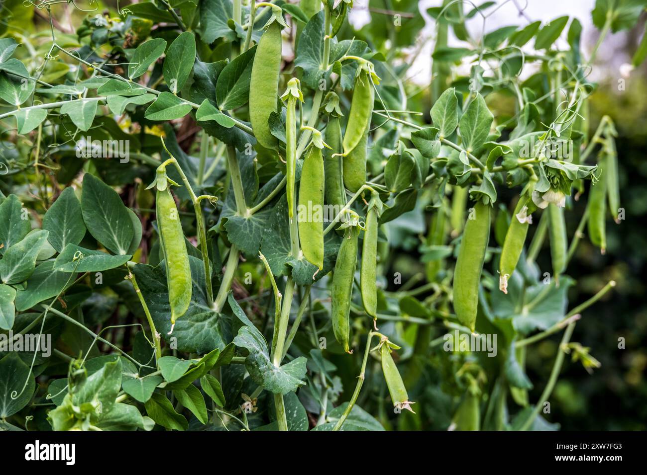 Pea vine hi-res stock photography and images - Alamy