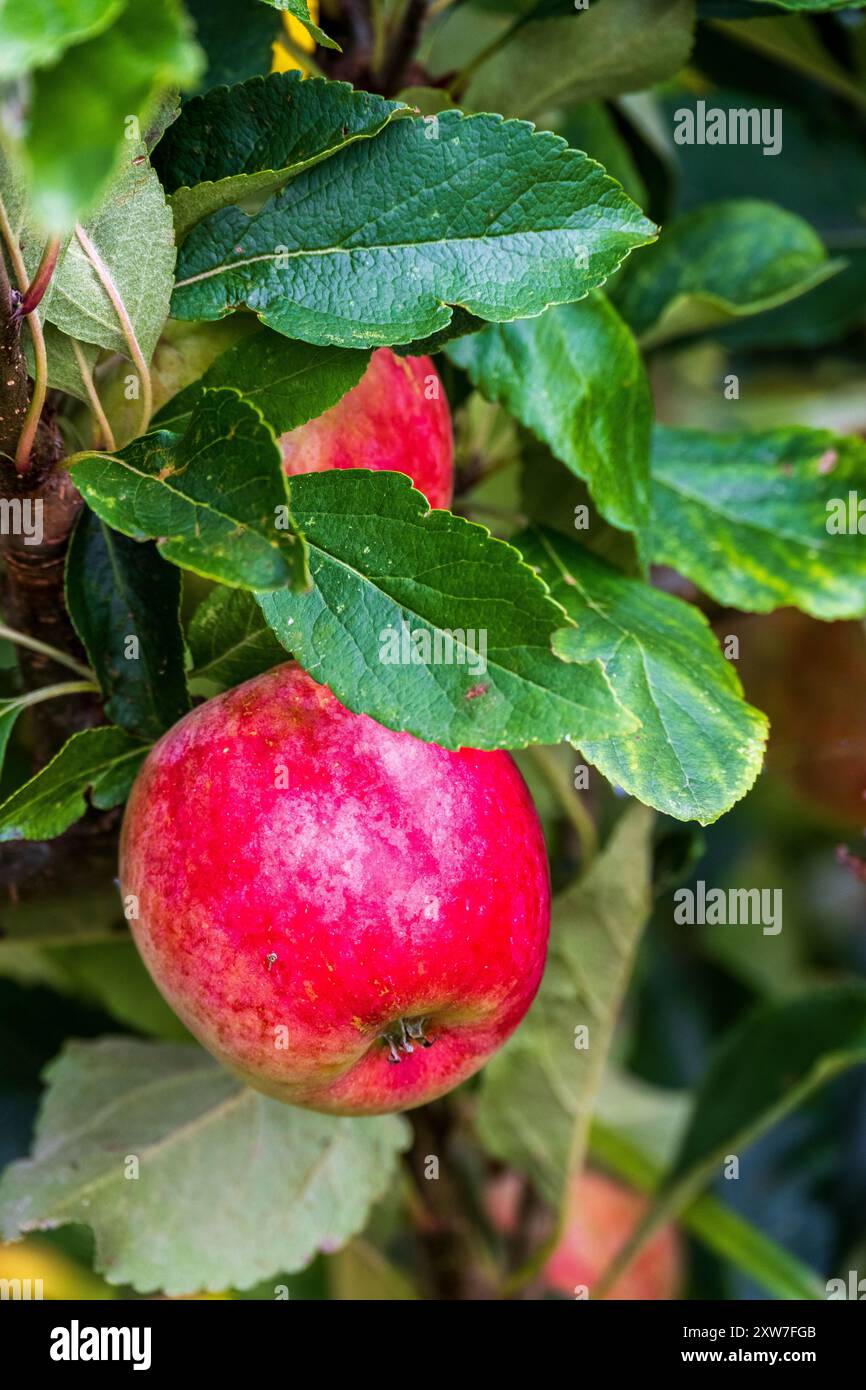 Bright red apple on the tree. Akane also known as Tokyo Rose c Stock ...