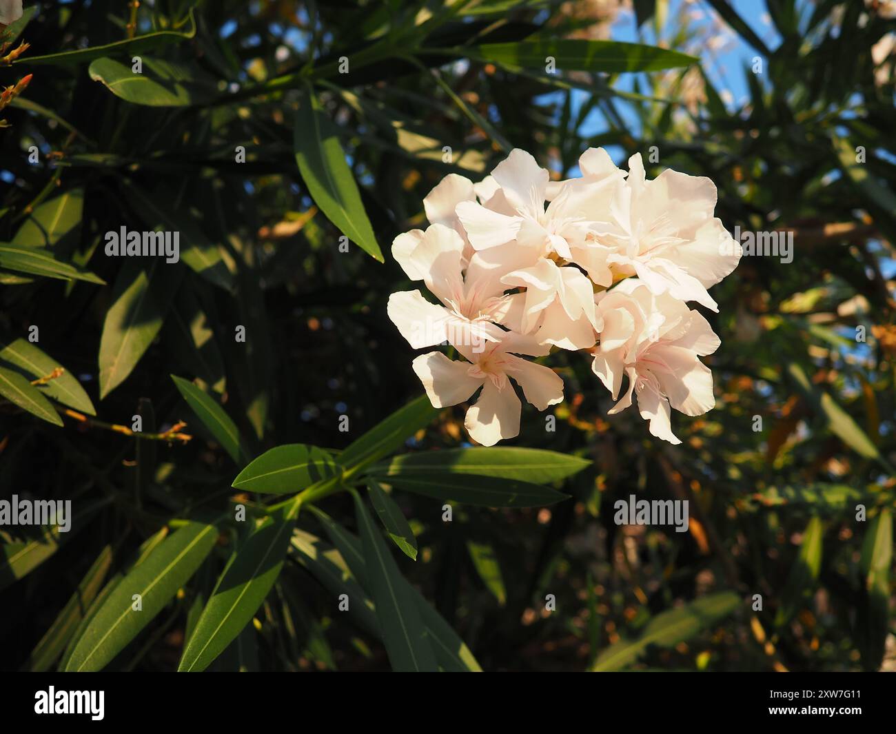 Nerium oleander, rosebay cultivated worldwide in temperate and ...